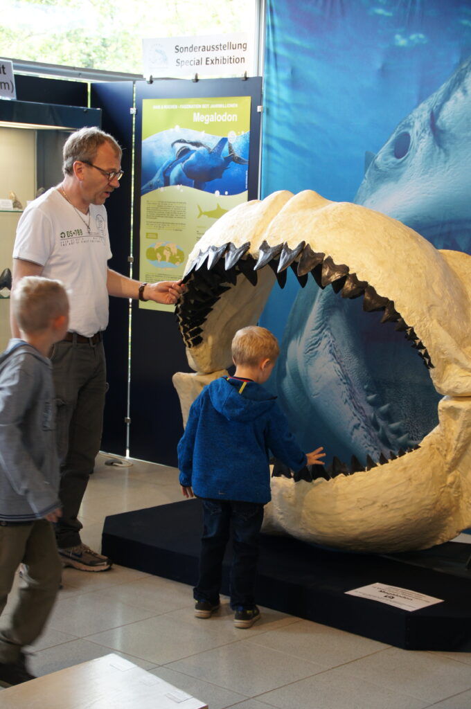 Der weiße Hai – Fossilien & Geschichte | Urweltmuseum GEOSKOP