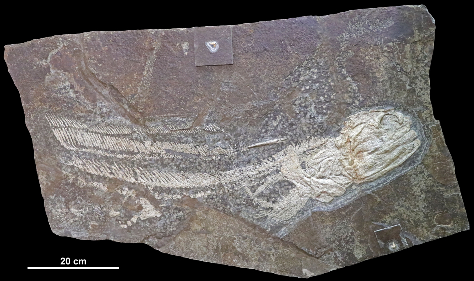 Der weiße Hai – Fossilien & Geschichte | Urweltmuseum GEOSKOP