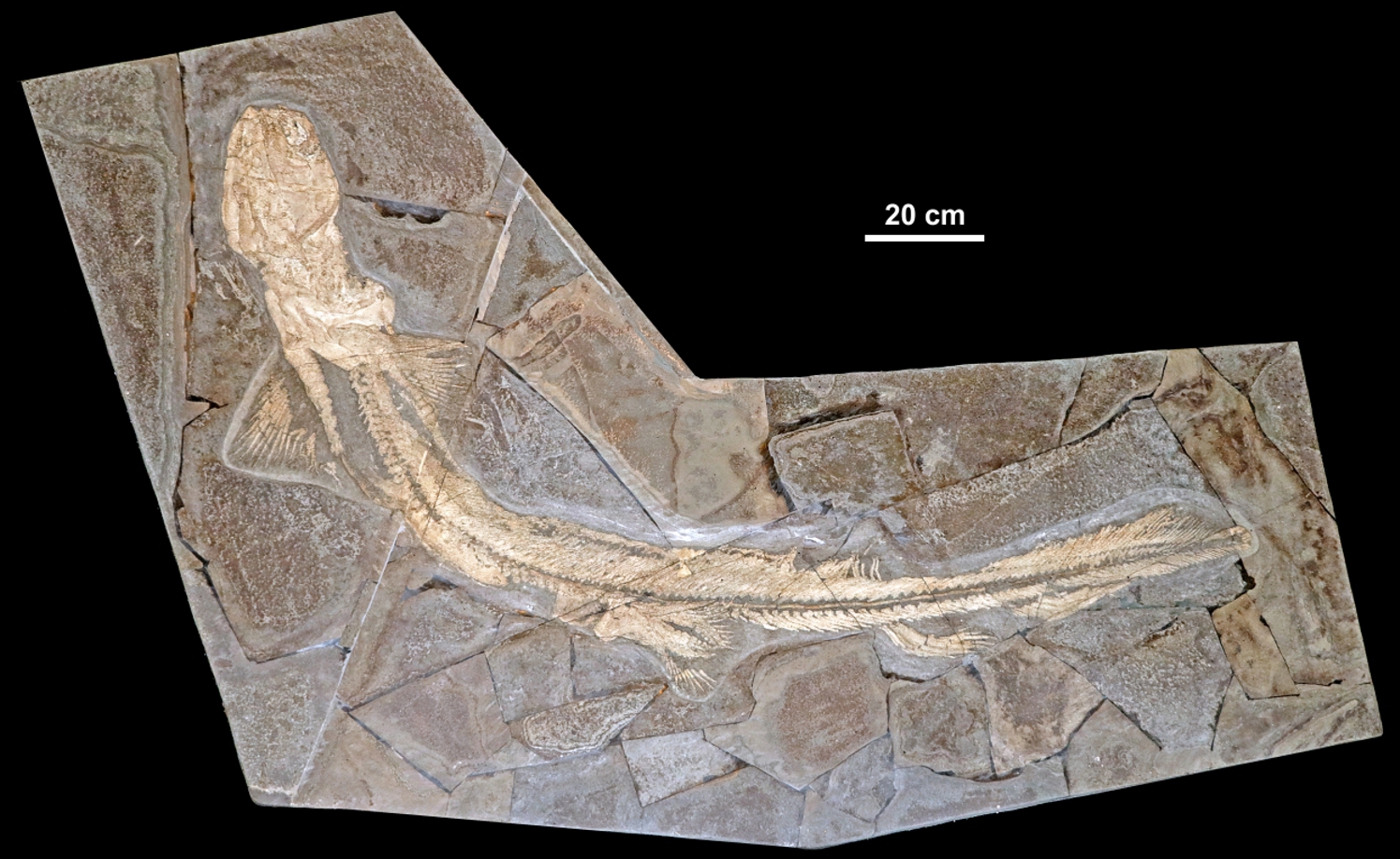 Der weiße Hai – Fossilien & Geschichte | Urweltmuseum GEOSKOP